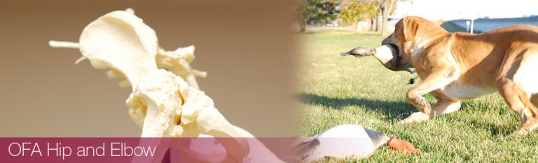 OFA Hip and Elbow in Burnsville, MN | Smith Veterinary Hospital